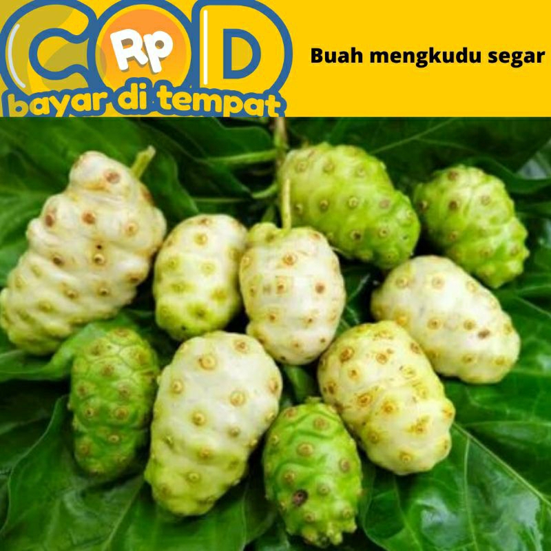 Jual Buah mengkudu /buah pace | Shopee Indonesia
