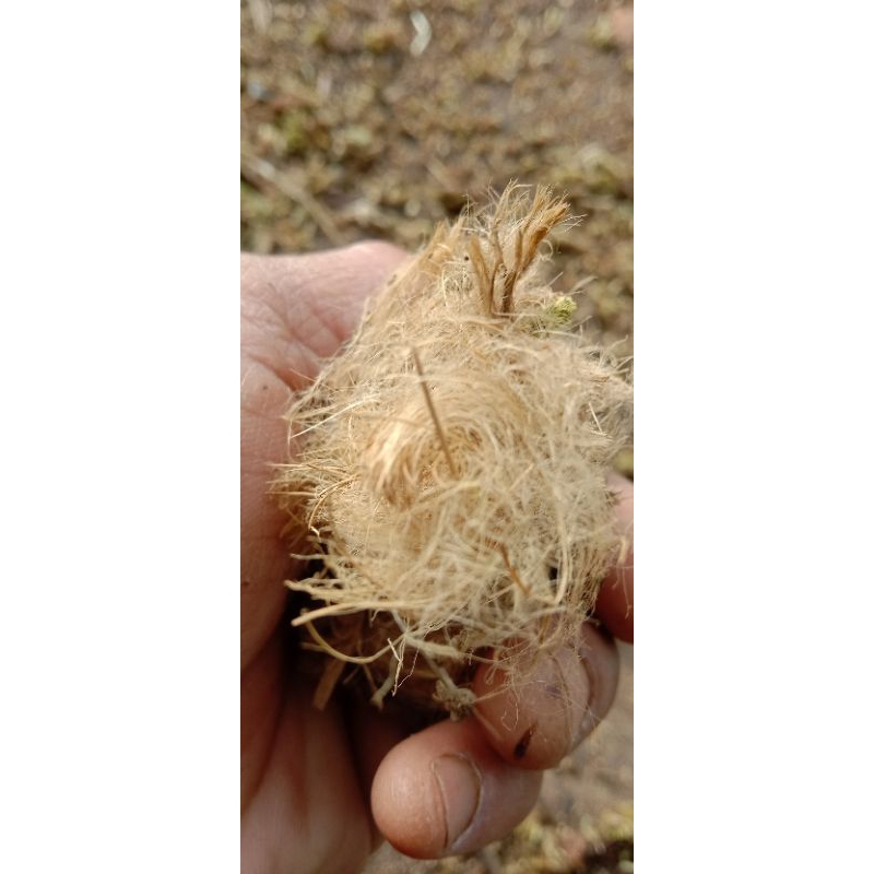 Jual Media Tanam Serat Kulit Pinang Kering berat 1 kg | Shopee Indonesia