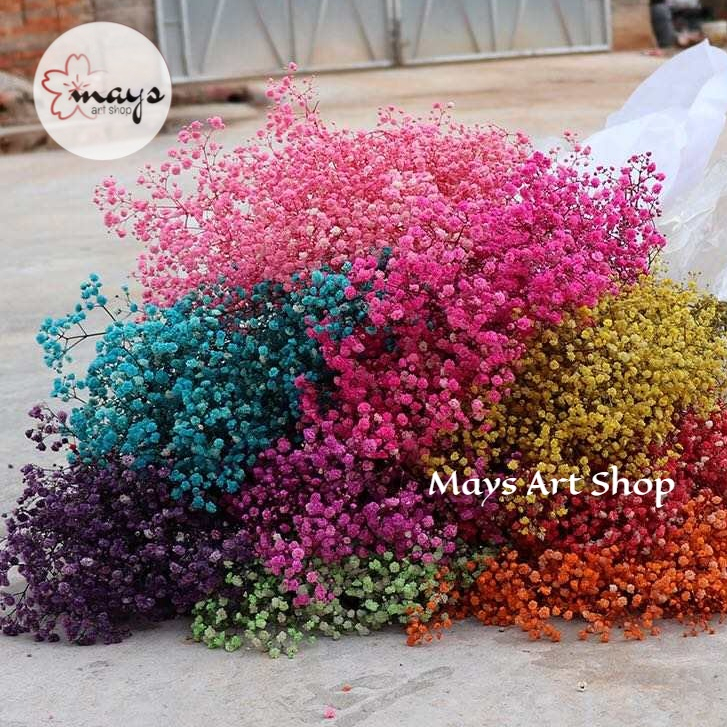Jual [20 gr] Preserved Baby Breath - Bunga Gypsophila Natural Dried ...