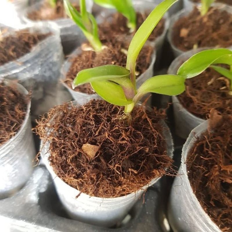 Jual MEDIA MOS HITAM AKAR KADAKA KEMASAN 1 KG | Shopee Indonesia