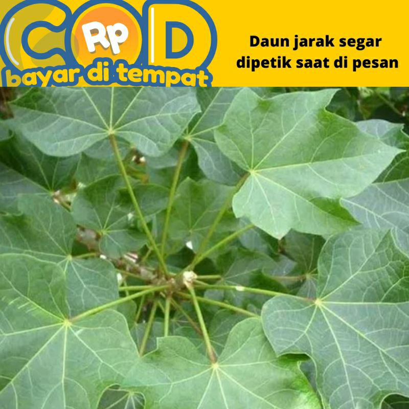 Jual daun jarak/godong jarak frezz dipetik saat dipesan perlembar ...