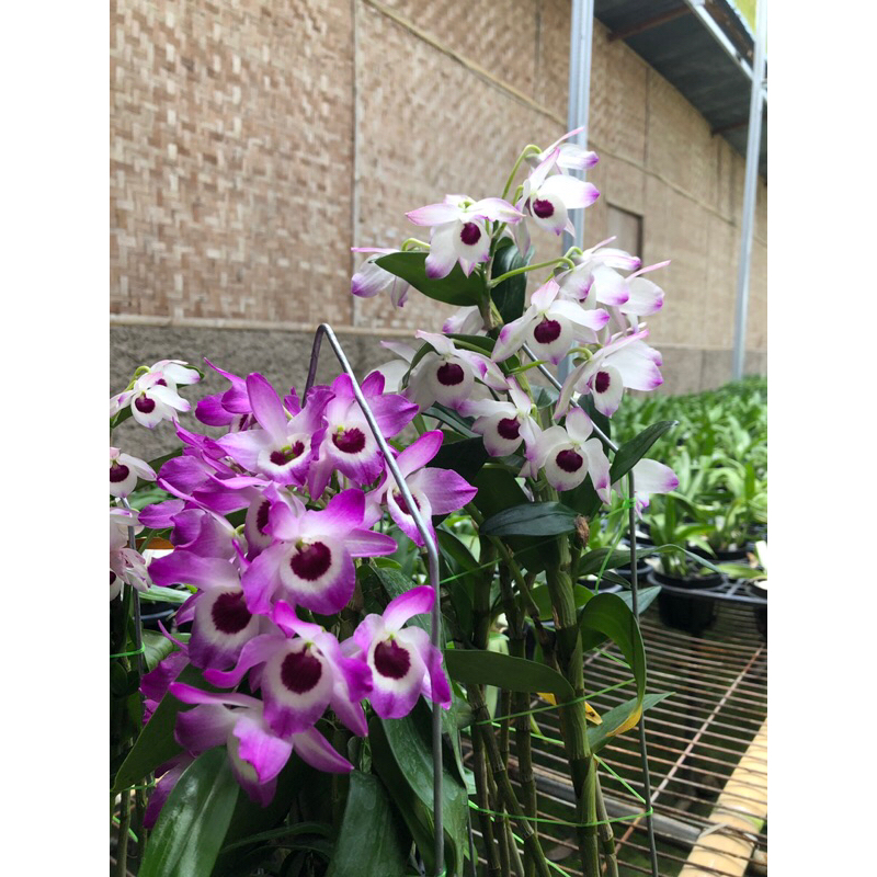 Jual DENDROBIUM BUNGA BATANG VARIAN ID (live) | Shopee Indonesia
