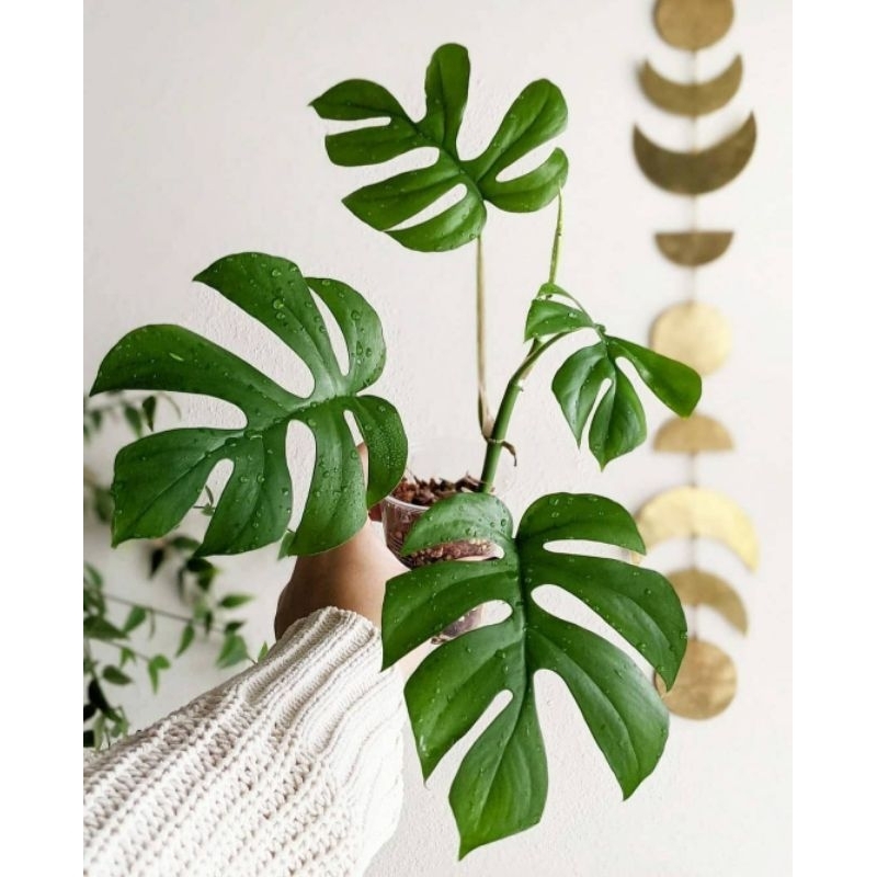 Jual Monstera Mini bisa media air / philodendron Minima 6-8 daunan ...