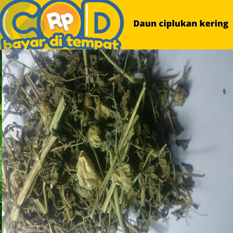 Jual daun ciplukan kering /cecendet 100 gram | Shopee Indonesia