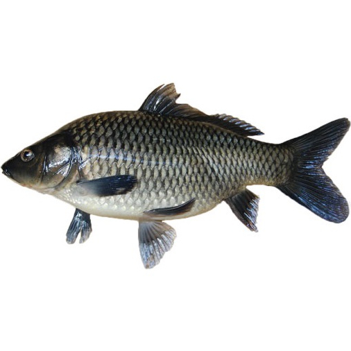 Jual IKAN MAS SEGAR 1kg | Shopee Indonesia