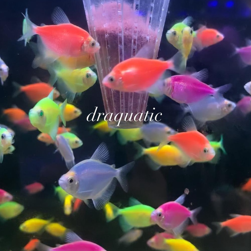 Jual Glofish Fish | Shopee Indonesia
