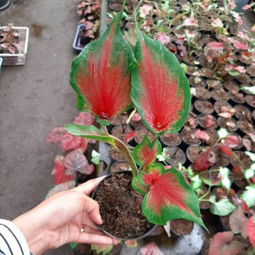 Jual Caladium red peacock /Tanaman hias rumah murah meriah merah ...