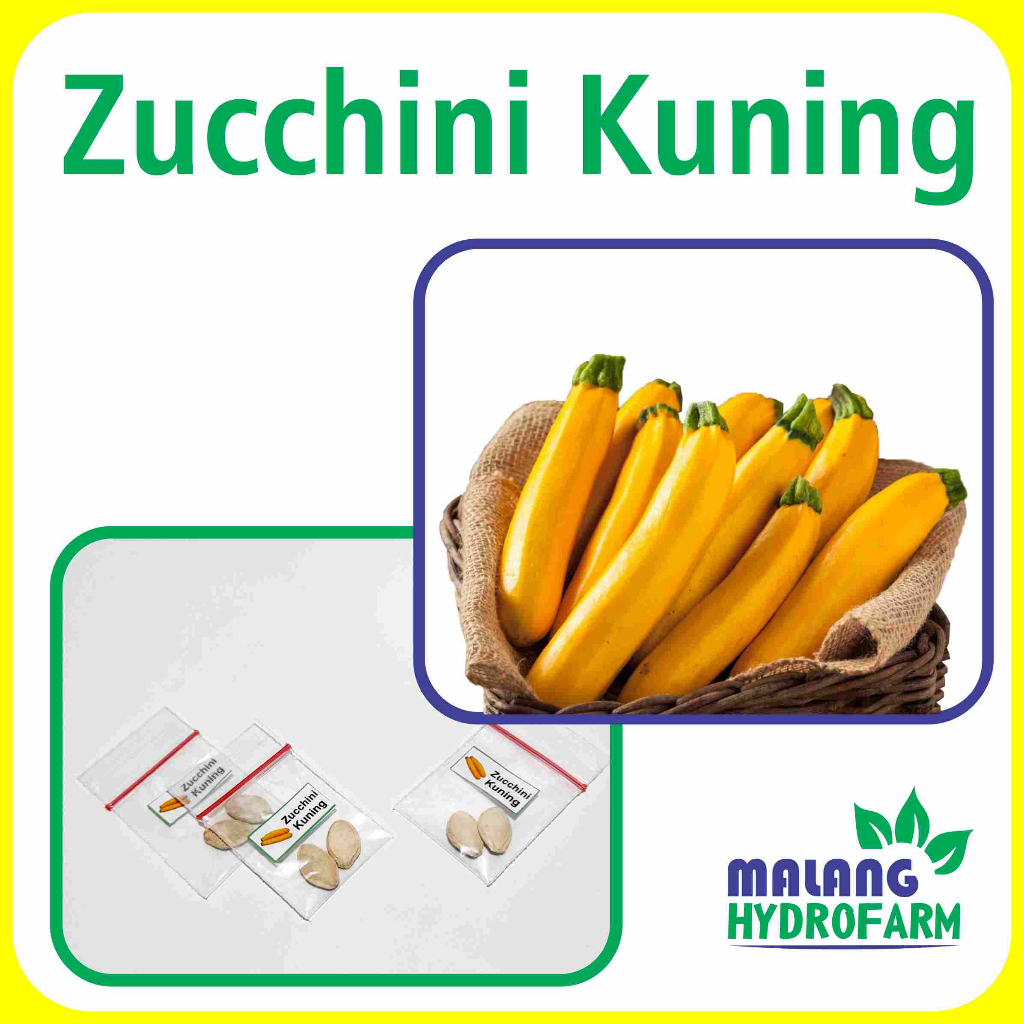Jual Benih Zucchini Kuning Unggulan Berkualitas biji bibit repack labu ...