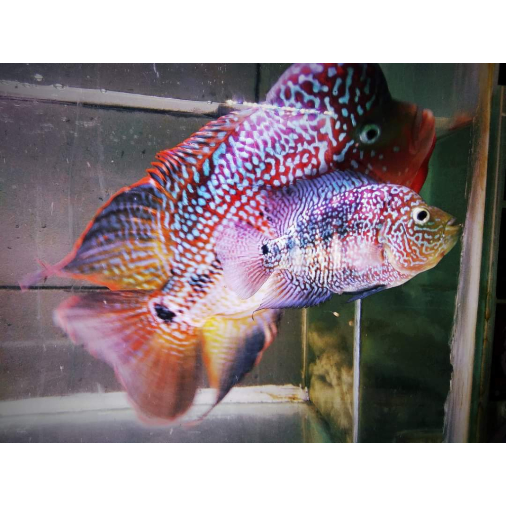 Jual Burayak Louhan Kamfa F2 Gen Ori Thailand Shopee Indonesia