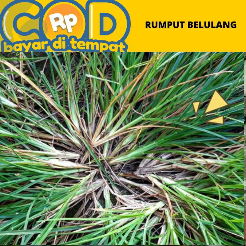 Jual Rumput belulang/suket lulangan dipetik saat di pesan 500 gram ...