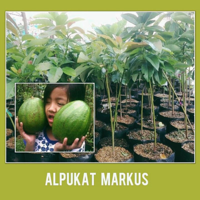 Jual Bibit alpukat markus super jumbo | Shopee Indonesia