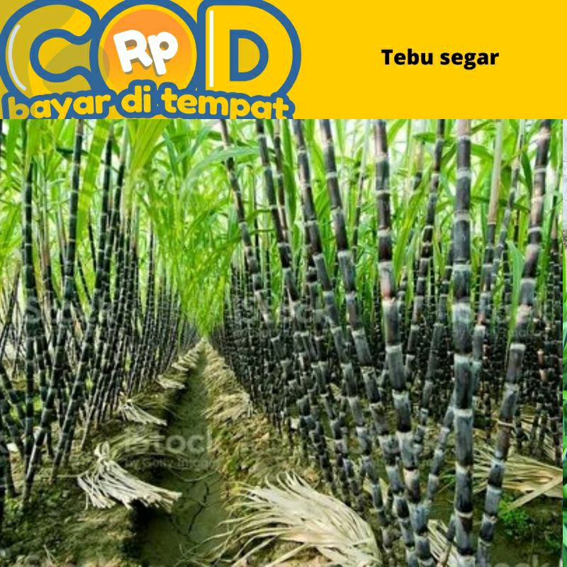 Jual tebu segar | Shopee Indonesia
