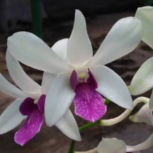 Jual Dendrobium wonleng - anggrek dendro woo leng | Shopee Indonesia