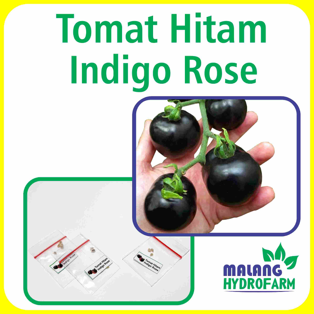 Jual Benih Tomat Hitam Indigo Rose Unggulan Berkualitas biji bibit repack tomato black ungu ...
