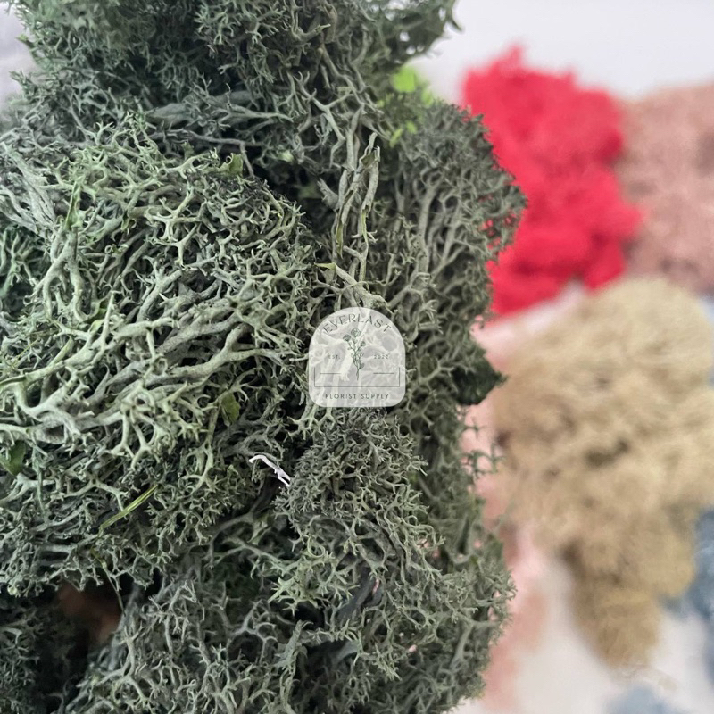 Jual Preserved Moss | Dried Moss | Lumut Kering | Lumut Awetan ...