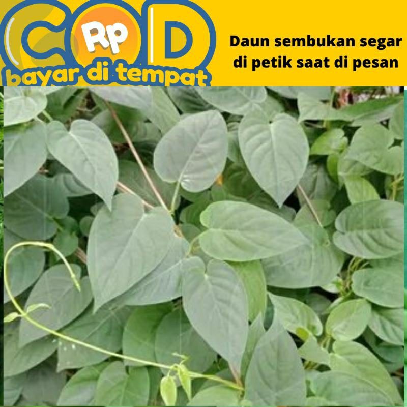 Jual daun sembukan/ daun kentut 200 gram | Shopee Indonesia