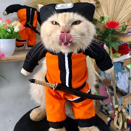 Jual Baju Kucing Viral Cosplay Naruto | Shopee Indonesia