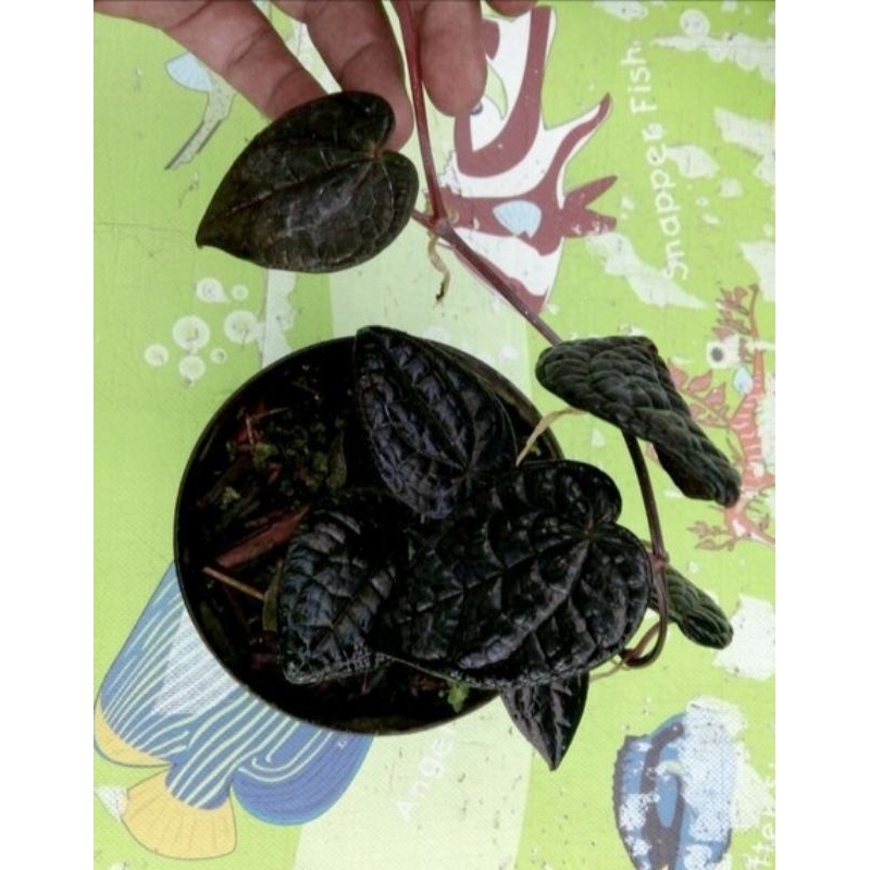 Jual Tanaman sirih hitam asli | Shopee Indonesia