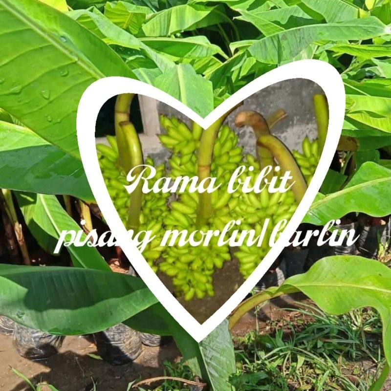 Jual bibit pisang ulin marlin/barlin | Shopee Indonesia