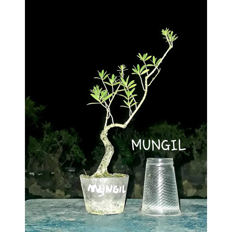 Jual Santigi Mungil | Shopee Indonesia