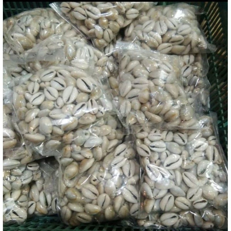Jual Biji congklak kerang asli kerang kuwuk isi 100 Biji | Shopee Indonesia