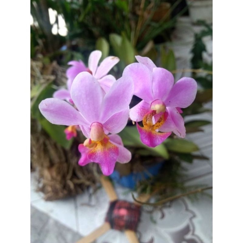 Jual anggrek bulan mini (doritis ungu) | Shopee Indonesia