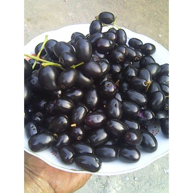 Jual Buah Jamblang/Juwet/Duwet Fresh 1Kg | Shopee Indonesia