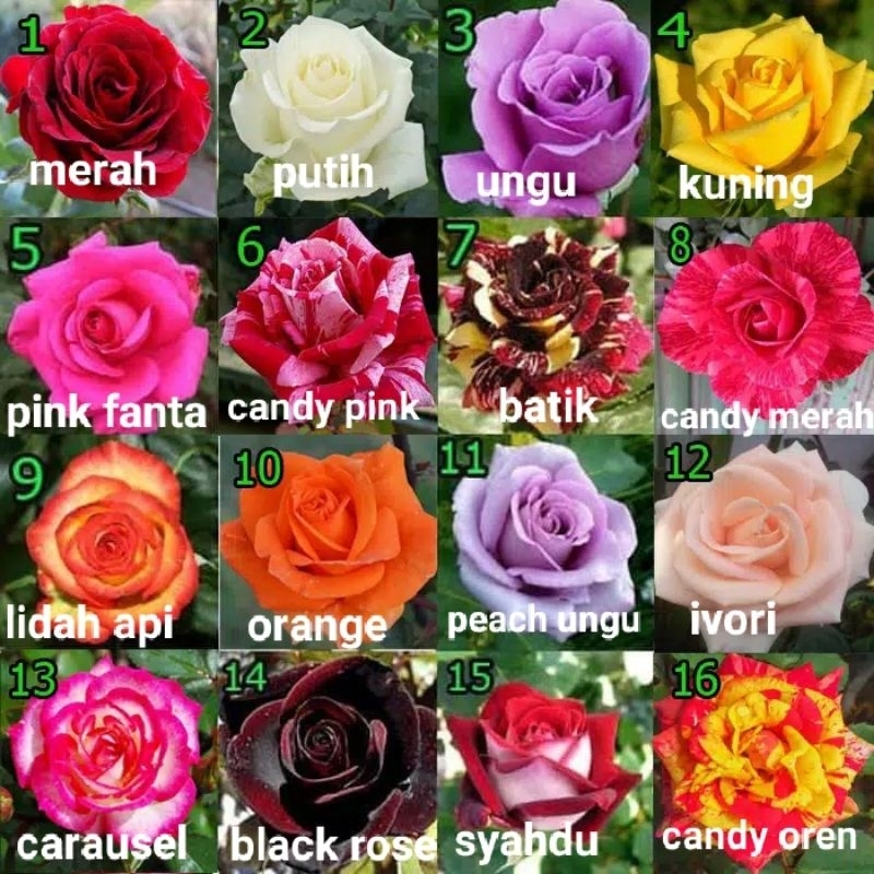 Jual Tanaman Hias Mawar Holland Paket Bibit Tanaman Mawar 10 + bonus 1 ...