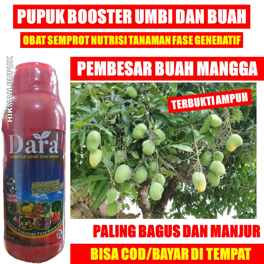 Jual Pupuk Nutrisi Buah Mangga DARA BOOSTER UMBI DAN BUAH MANGGA, KENTANG, KAKAO, BUAH NAGA ...