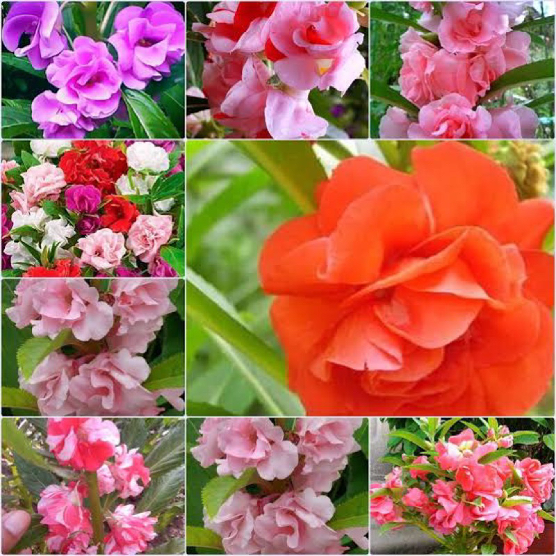 Jual TERMURAH!!! Biji Benih Bunga Pacar Air Mixed Color Impatiens ...