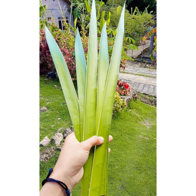 Jual JANUR HIJAU /DAUN KELAPA /HIJAU MUDA(15pcs) | Shopee Indonesia