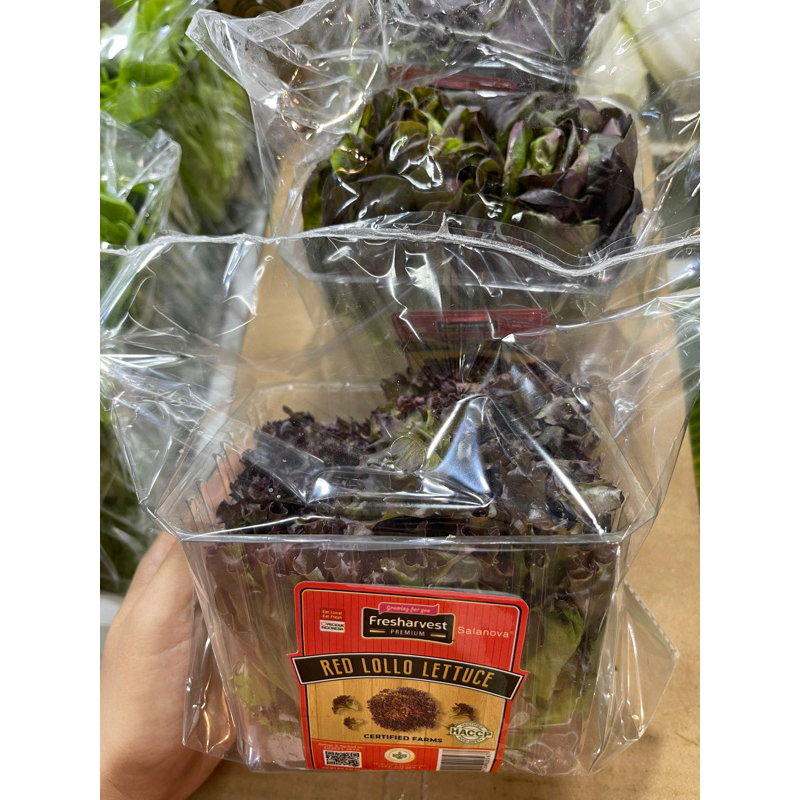 Jual Red lollo lettuce | Shopee Indonesia