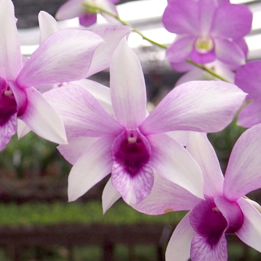 Jual Dendrobium caesar jumbo - anggrek dendro | Shopee Indonesia