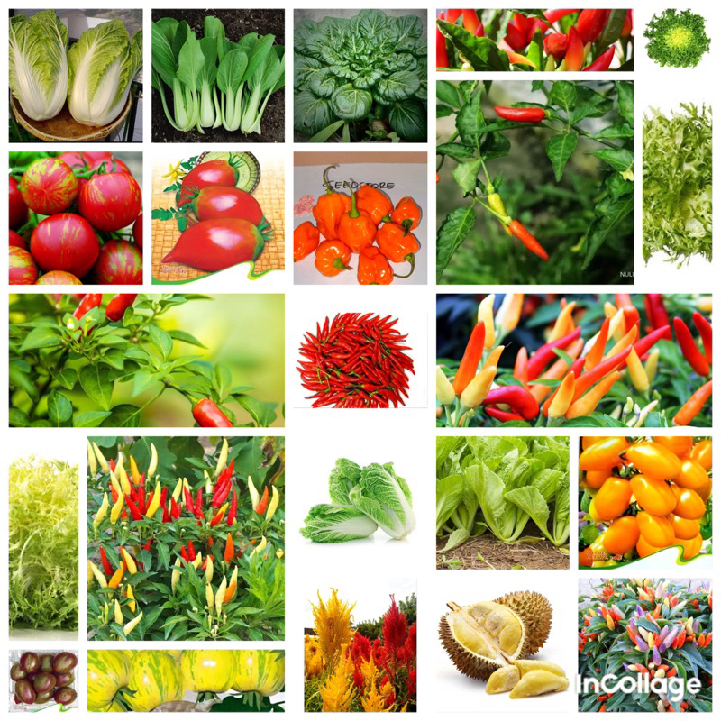 Jual Bibit Cabe Terlengkap & Harga Terbaru April 2026 | Shopee Indonesia