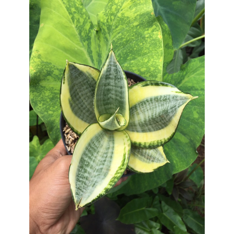 Jual Sansivera pagoda , sansevieria mini , sansevieria golden hahnii ...