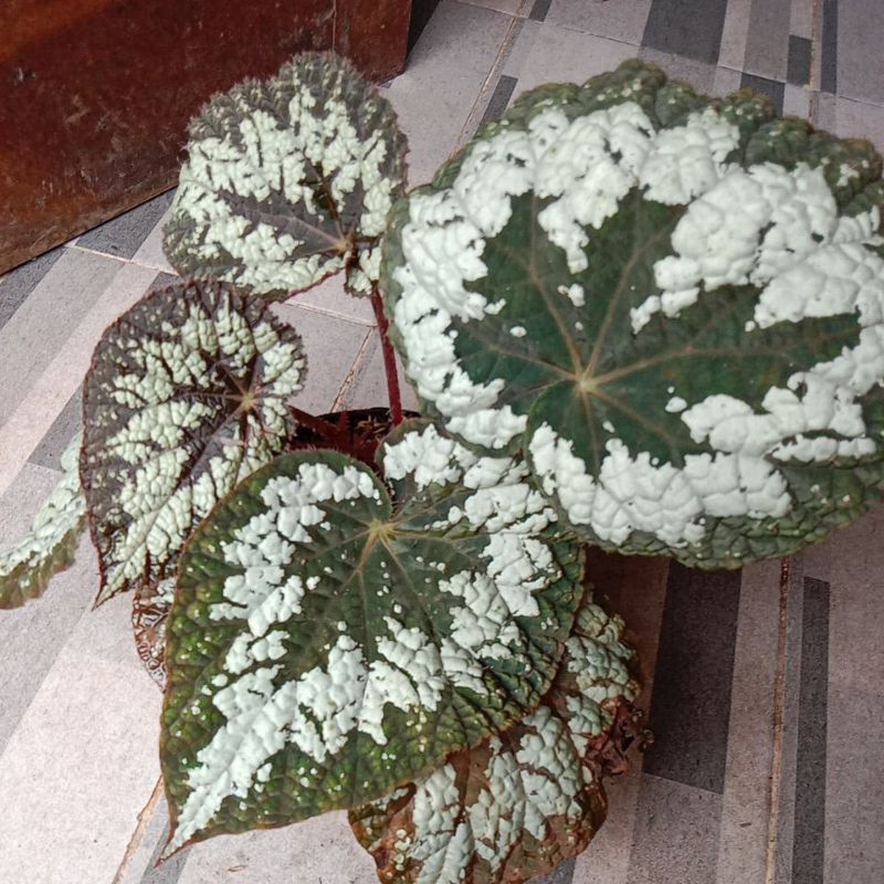 Jual begonia silver queen | Shopee Indonesia