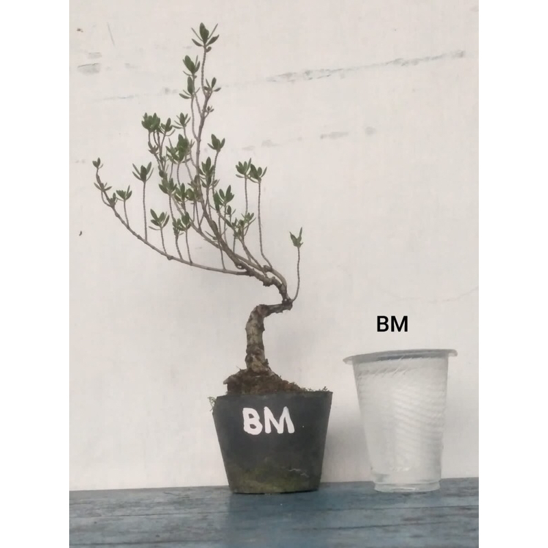 Jual Santigi BM | Shopee Indonesia