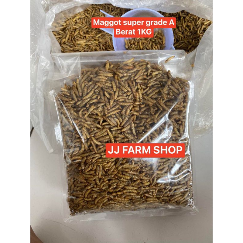 Jual maggot bsf kering oven grade super A 1Kg magot makanan pakan ikan ...