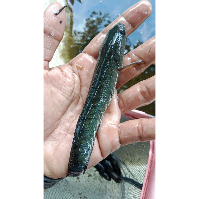 Jual bibit ikan gabus uk14-15cm bibit benih ikan gabus konsumsi ...