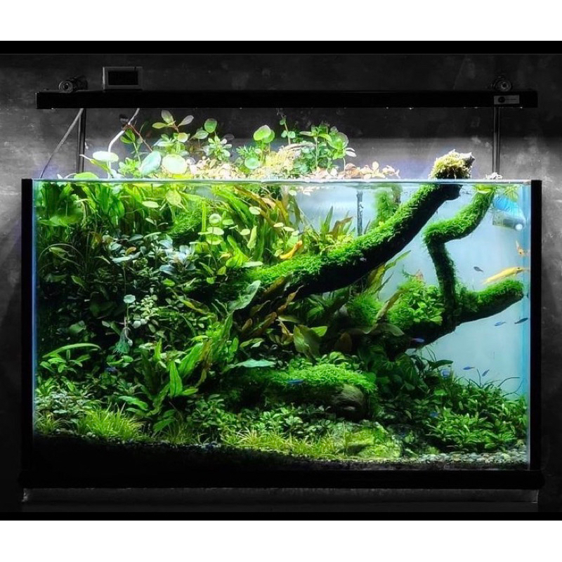 Jual Paket Tanaman Aquascape Natural Style - Tanaman Aquascape | Shopee ... Jual Paket Tanaman Aquascape Natural Style - Tanaman Aquascape | Shopee ...