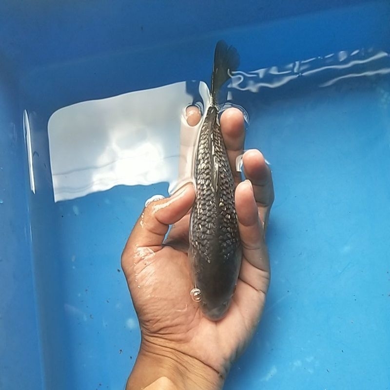 Jual ikan koi saragoi / saragoi ginrin penjinak 18-22 cm | Shopee Indonesia