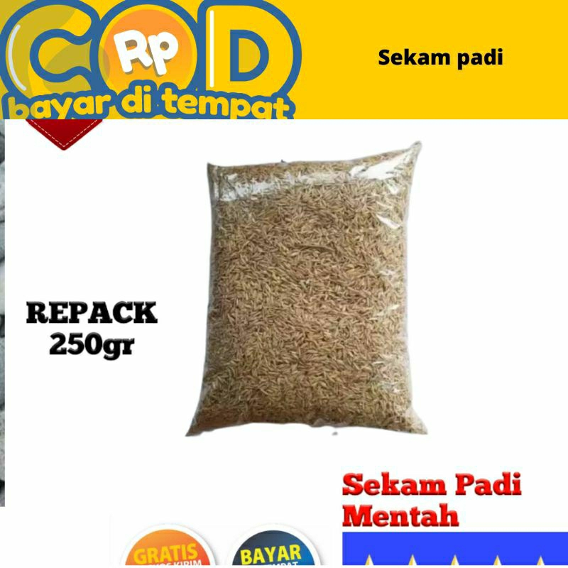 Jual Sekam padi/ berambut kulit padi | Shopee Indonesia