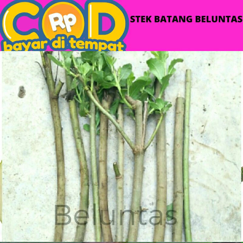 Jual Bibit stek batang beluntas | Shopee Indonesia