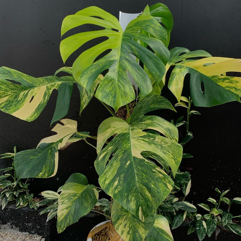 Jual *PROMO* Monstera Marmorata Varigata/Marmo Varigata/Marmo Daun ...