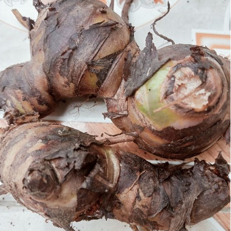 Jual ubi ganyol ganyong merah segar per 1 kg | Shopee Indonesia