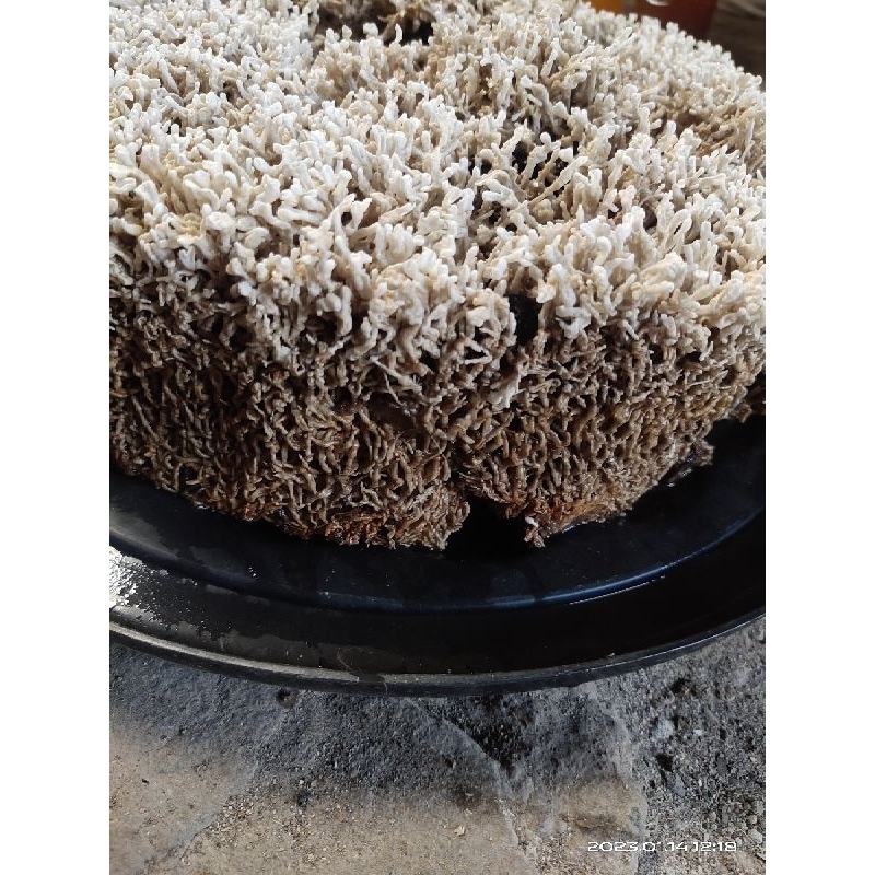 Jual JAKABA | Spora | Biang 500ml PUPUK ORGANIK | Shopee Indonesia