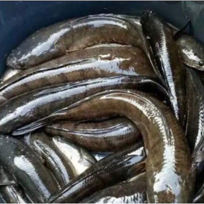 Jual Ikan Gabus Basah 500gram - 1Kg | Shopee Indonesia