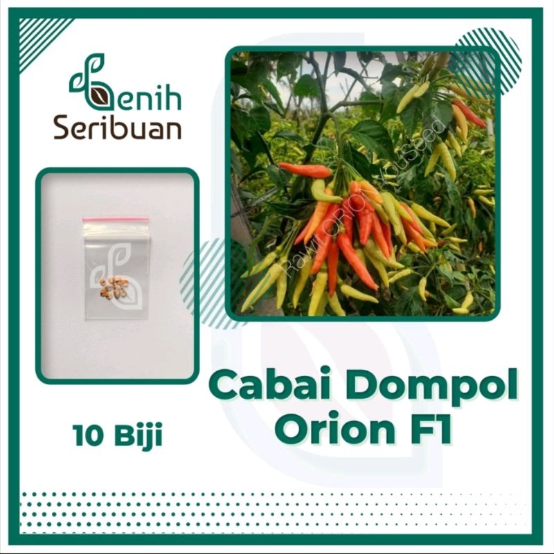 Jual 10 bibit cabe rawit dompol Orion F1 hibrida benih sayuran cabai ...