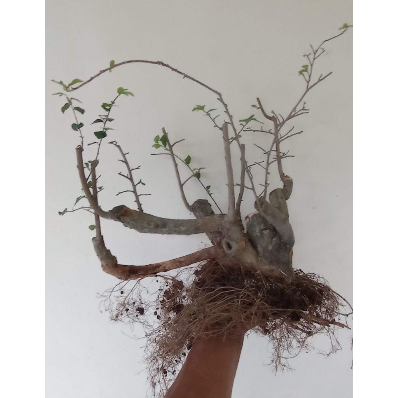 Jual bahan bonsai serut raff full akar real pick(tinggal kawat ...