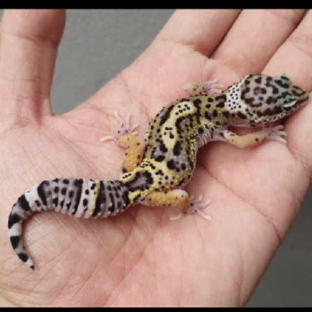 Jual leopard gecko blacknight ph tremper | Shopee Indonesia